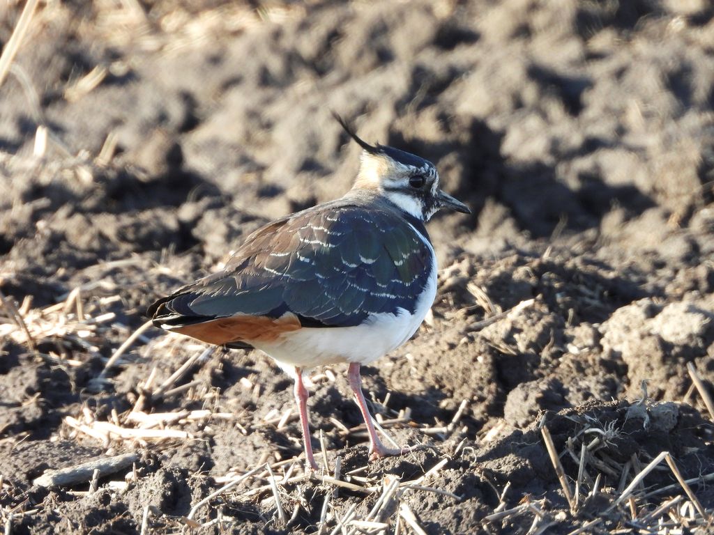 Kyrönmaa - lehti | Peipot, töyhtöhyypät
